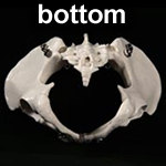 360 View Human Pelvis-X4 low-angle view
