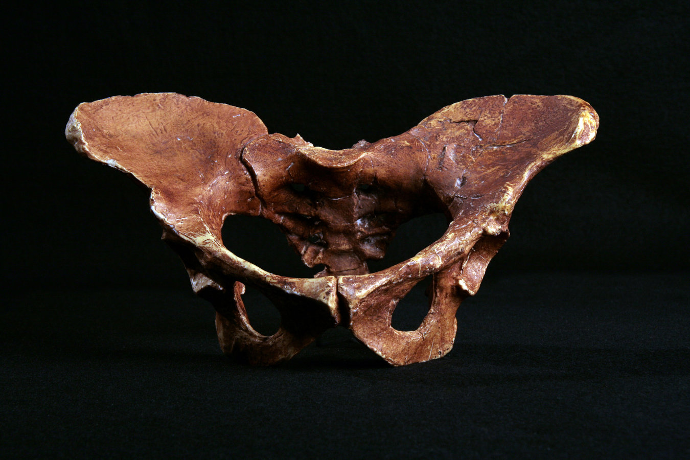 Australopithecus Afarensis Tools Australopithecus Afarensis Tools