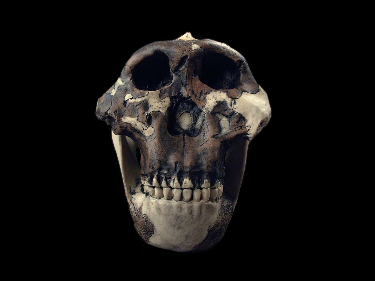 australopithecus boisei