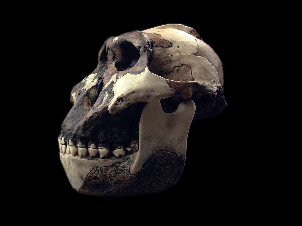 australopithecus boisei teeth