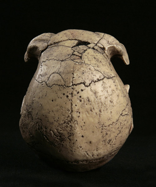 Hominid Skull - Homo erectus (ergaster) Dmanisi