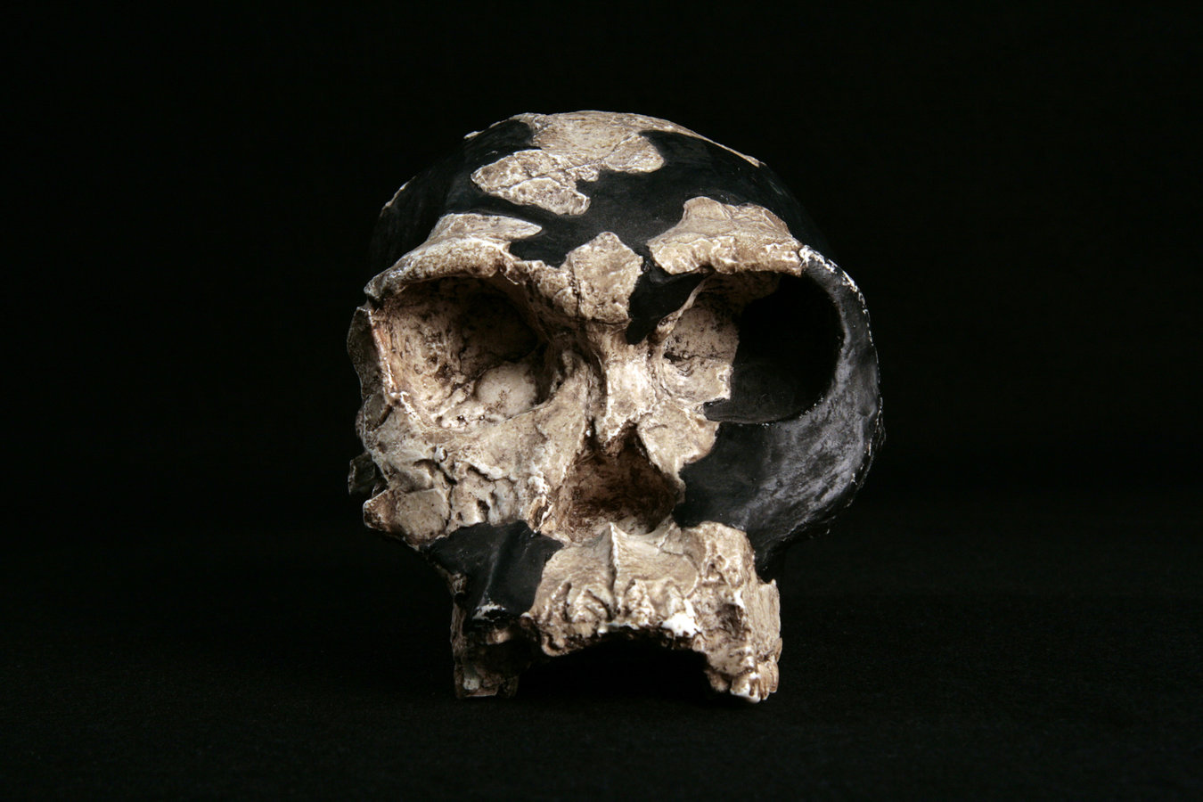 homo habilis skull volume