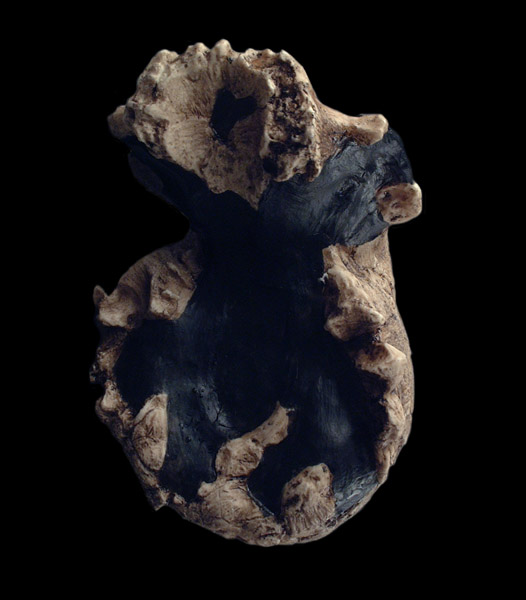 Hominid Skull - Homo rudolphensis KNM-ER 1470