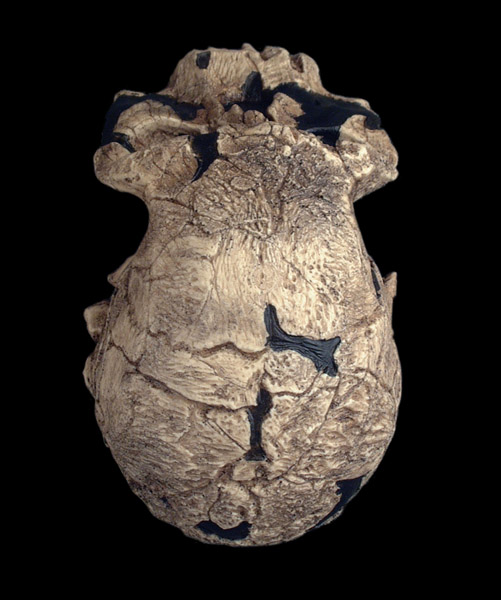 Hominid Skull - Homo rudolphensis KNM-ER 1470